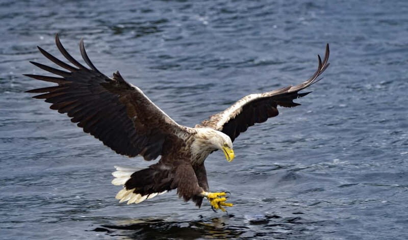 Glenfinnan: Cruise on Loch Shiel Glenfinnan to Gaskan area - Practical Information and Tips