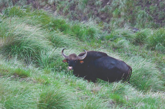 Glimpses of Kerala in 6 days Private Tour with Sanguine Holidays - Final Thoughts