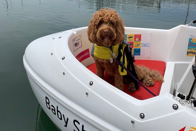 Glow Nightime Pedal Boat Rental in San Diego Bay - The Sum Up