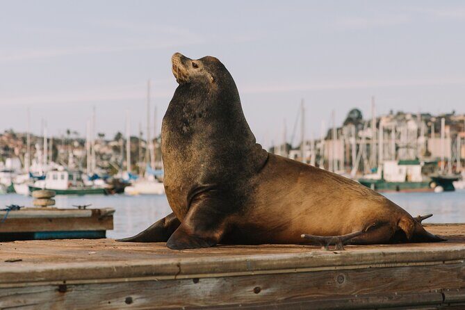 Glow Nightime Pedal Boat Rental in San Diego Bay - Who Should Consider This?