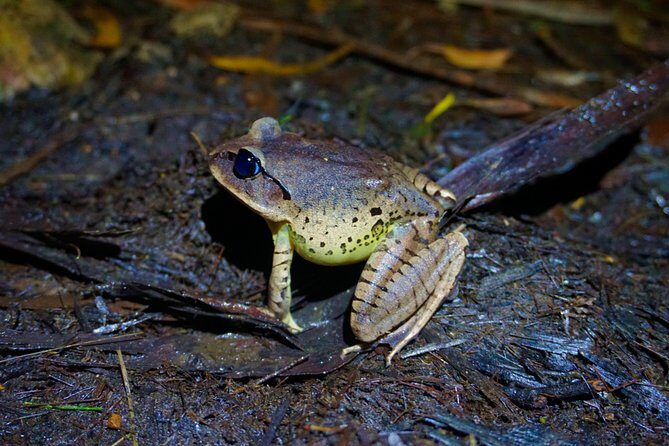 Glow Worms - Nocturnal Rainforest/Waterfall Adventure - An Overview of the Experience