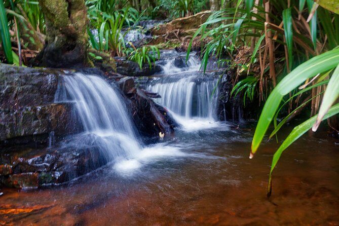 Glow Worms - Nocturnal Rainforest/Waterfall Adventure - Who Will Appreciate This Tour?