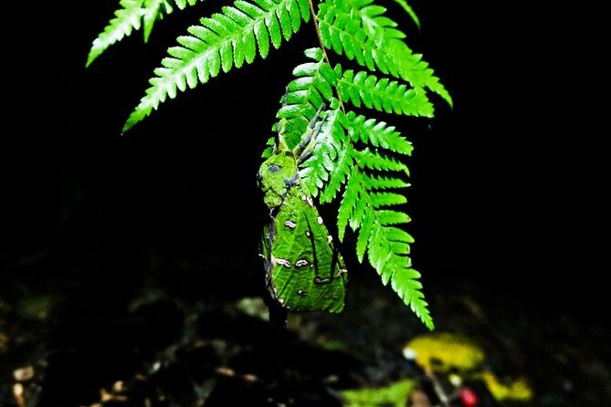 Glow Worms - Nocturnal Rainforest/Waterfall Adventure - FAQ