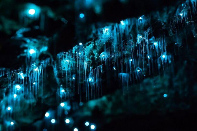 Glow-worms, Waterfalls & Rainforest Experience - Who Is This Tour Best For?