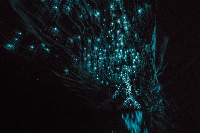 Glowworm Caves & Hamilton Gardens Day Tour from Auckland - An In-Depth Look at the Tour Experience
