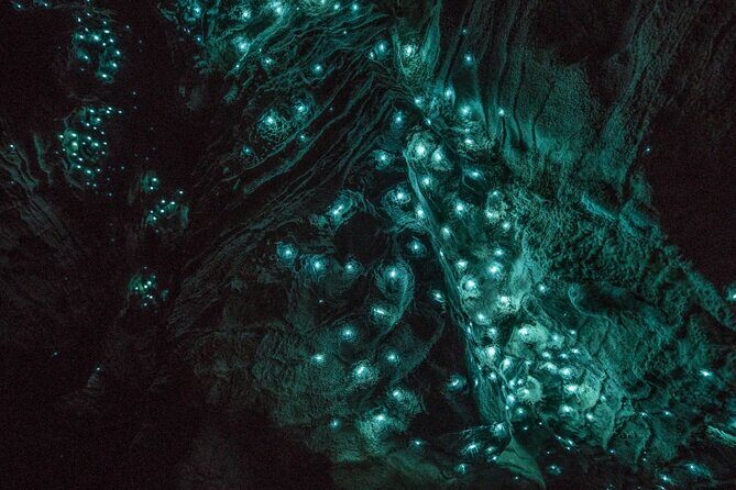 Glowworm Caves & Hamilton Gardens Day Tour from Auckland - Practical Insights & What Makes This Tour Stand Out