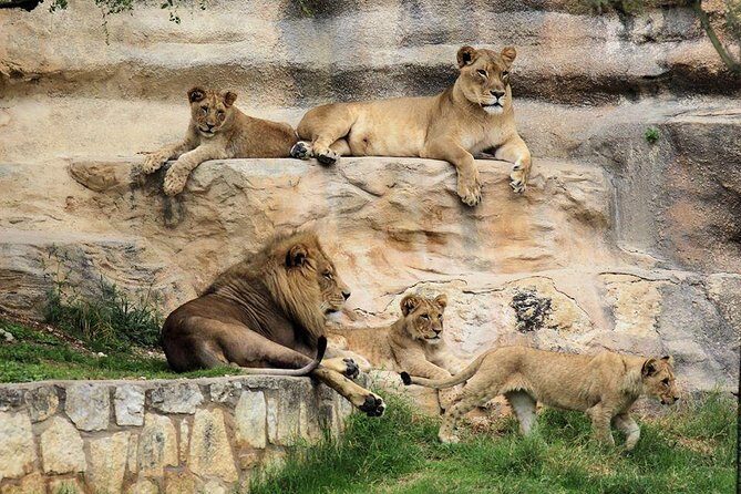 Go City San Antonio Explorer Pass: Tickets for 2-5 Attractions - The Experience You’ll Have