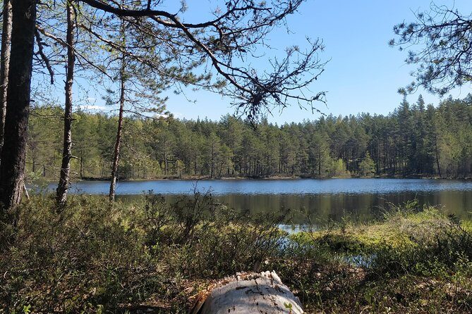 Go North  Private 1 Day Trip to Estonian Nature - The Experience from a Traveler’s Perspective