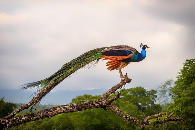 GO WILD! Double Safari Day Trip (Yala & Udawalawe) - Private & All Inclusive - Analyzing the Value: Is It Worth It?