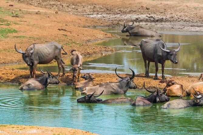 GO WILD! Double Safari Day Trip (Yala & Udawalawe) - Private & All Inclusive - Final Thoughts: Is It For You?