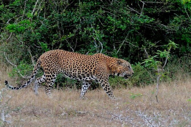 GO WILD! Double Safari Day Trip (Yala & Udawalawe) - Private & All Inclusive - FAQ