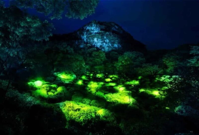 Goa: Bioluminescent Forest Night Trail with Guide - Final Thoughts: Is It Worth It?