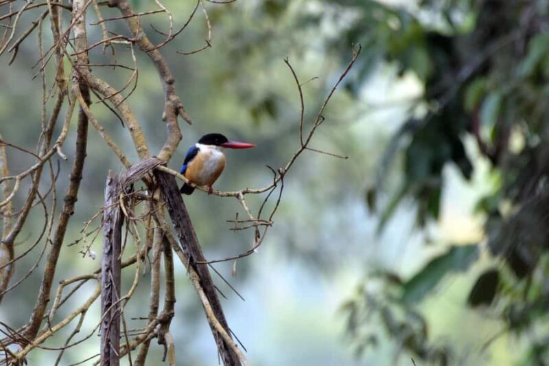Goa: Riverside Forest Birdwatching Tour with Breakfast - Key Points