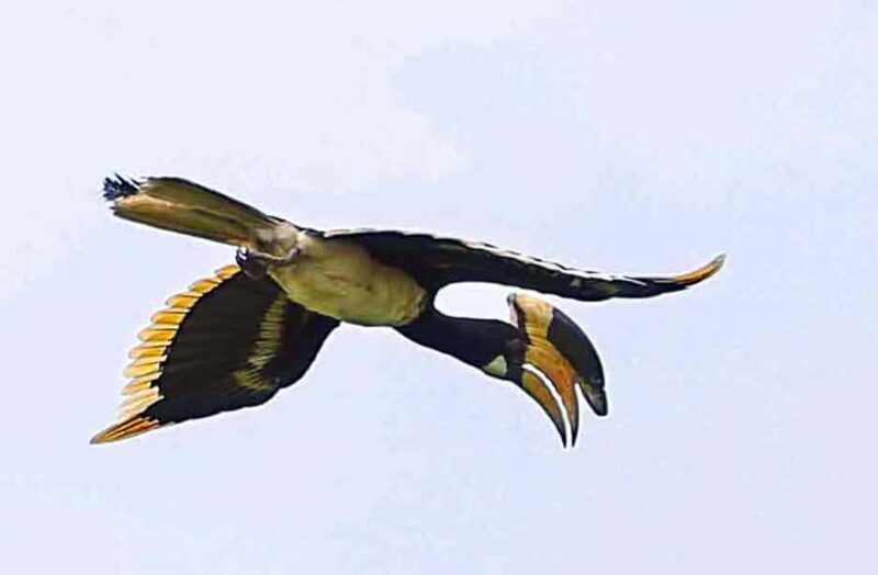 Goa: Riverside Forest Birdwatching Tour with Breakfast - FAQs