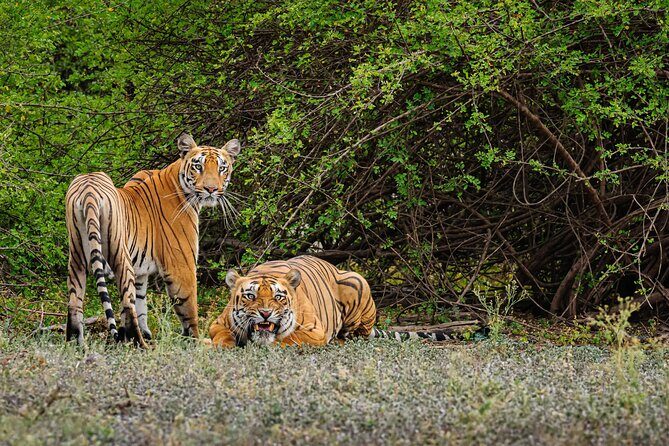 Goa to Anshi National Park, Extension to Wildlife Safari Tour - Key Points