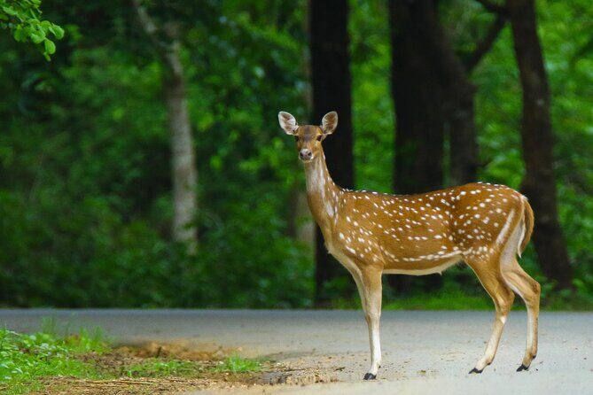 Goa to Anshi National Park, Extension to Wildlife Safari Tour - Deep Dive into the Itinerary