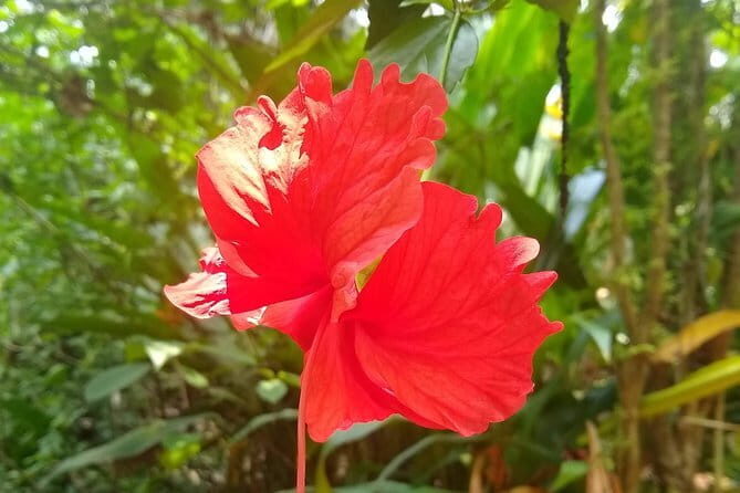 Goan Village Life Tour - An In-Depth Look at the Tour Itinerary