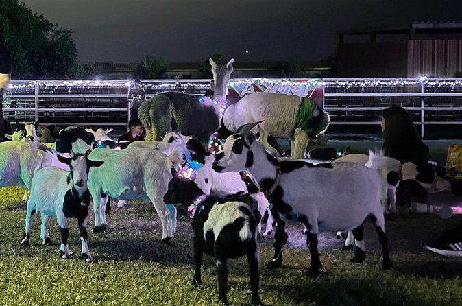 Goat and Alpaca Sound Bath - Gilbert Arizona - What Travelers Say