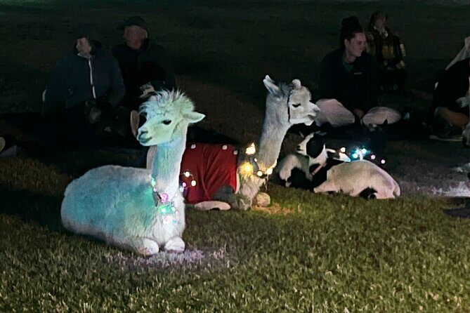 Goat and Alpaca Sound Bath - Gilbert Arizona - Practical Tips for Participants