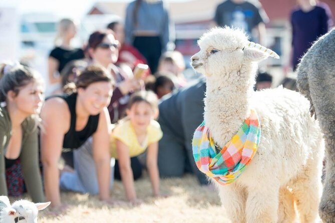 Goat and Alpaca Yoga in Arizona - What to Expect From the Experience