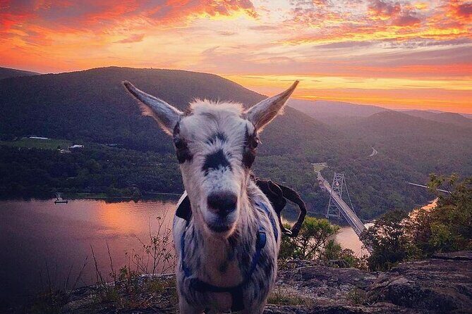 Goat Hiking, Beaver Dam Visit and picnic in Quebec forest - Introduction to the Goat Hiking Experience