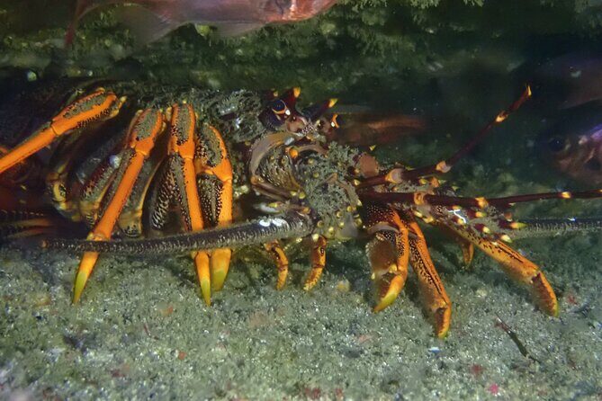 Goat Island Experience Advanced Snorkel Tour - Introduction to the Goat Island Advanced Snorkel Tour