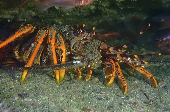 Goat Island Experience Advanced Snorkel Tour - What Makes This Tour Stand Out?