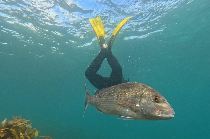 Goat Island Experience Advanced Snorkel Tour - The Value of the Cost