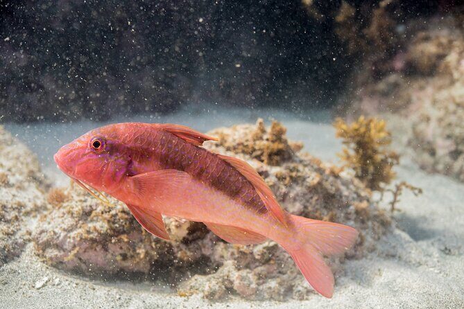 Goat Island Experience Advanced Snorkel Tour - Practical Details and Tips