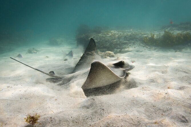 Goat Island Experience Advanced Snorkel Tour - Final Thoughts