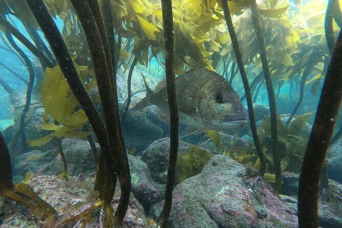 Goat Island Experience Guided Boat Snorkel Tour - FAQs