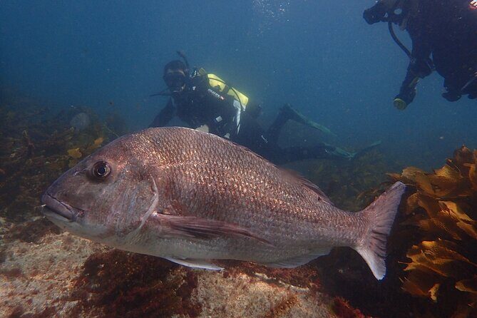 Goat Island Experience Guided Shore Dive - Introduction: A Unique Dive into Auckland’s Underwater World