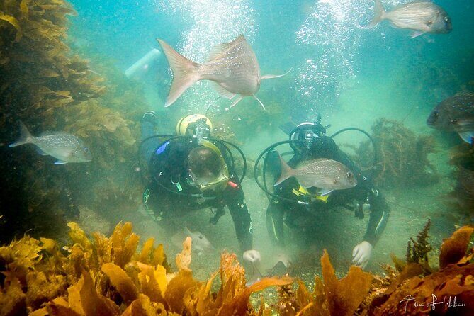 Goat Island Experience Guided Shore Dive - Practical Tips for Participants