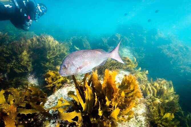 Goat Island Experience Guided Shore Dive - The Sum Up: Authentic Marine Encounters in Auckland