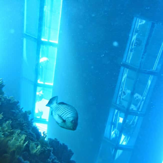 Goat Island: Glass Bottom Boat Tour - A Detailed Look at the Goat Island Glass Bottom Boat Tour