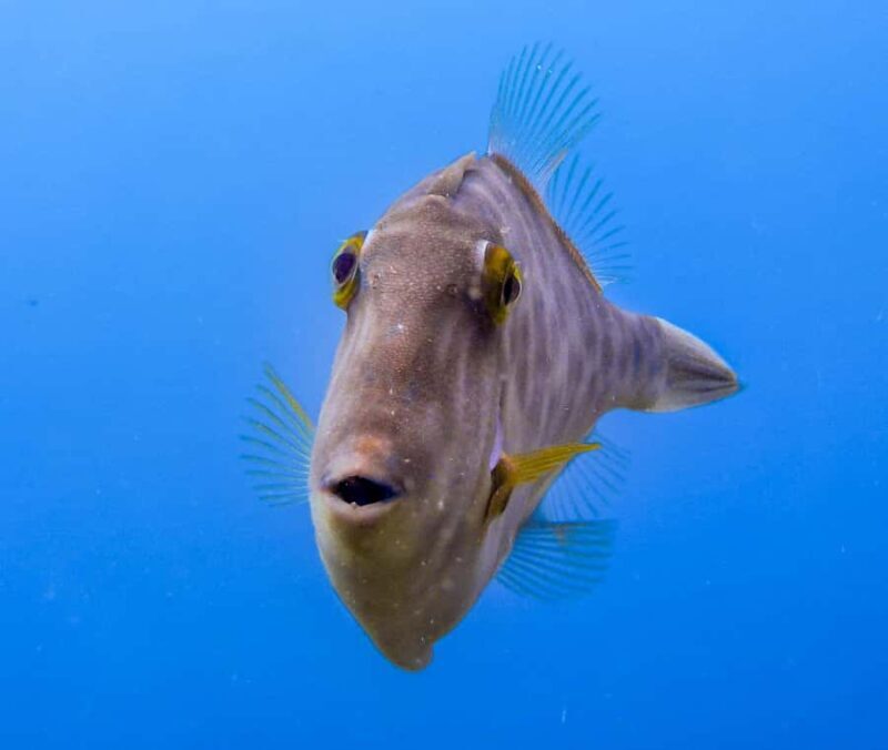 Goat Island Guided Snorkeling Tour for Beginners - Possible Drawbacks or Considerations