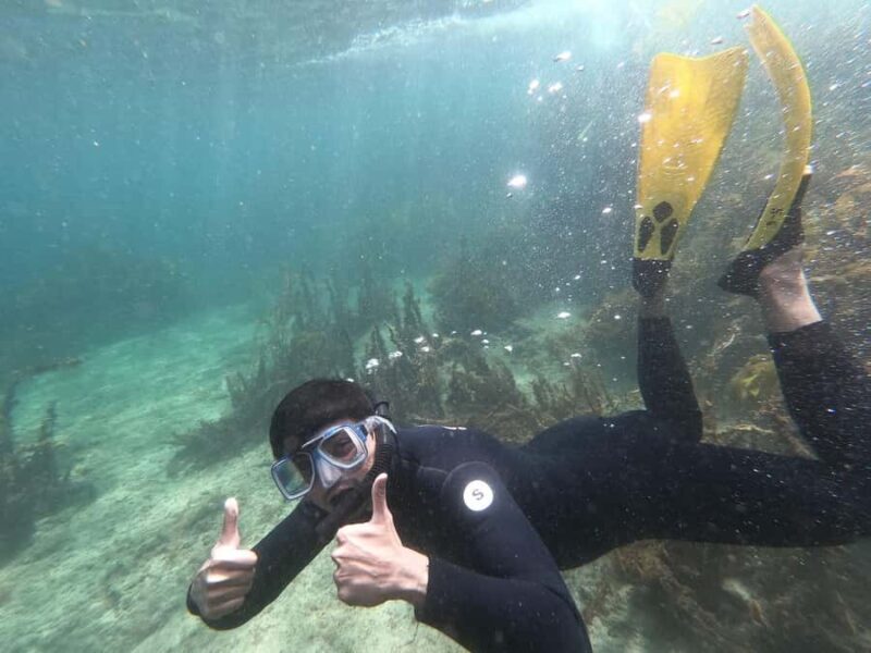 Goat Island Guided Snorkelling Tour For Advanced - Introduction
