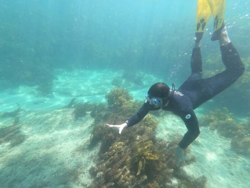 Goat Island Guided Snorkelling Tour For Advanced - A Close-Up Look at the Itinerary