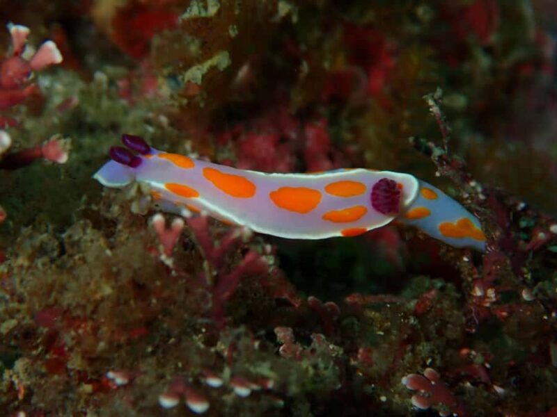 Goat Island Guided Snorkelling Tour For Advanced - What Makes This Tour Special?