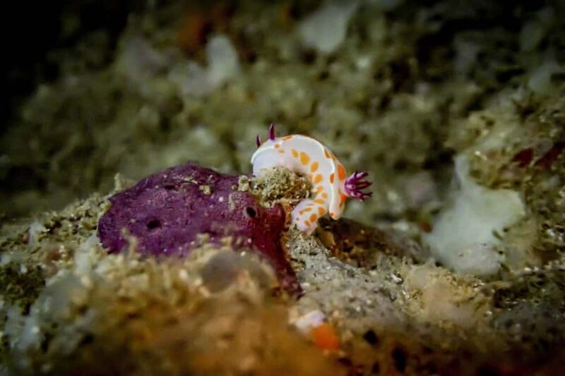 Goat Island Guided Snorkelling Tour For Advanced - Practical Details and Considerations