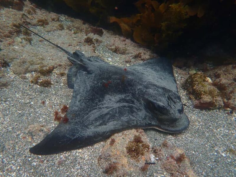 Goat Island Guided Snorkelling Tour For Advanced - Final Thoughts: Who Is This Tour Best For?