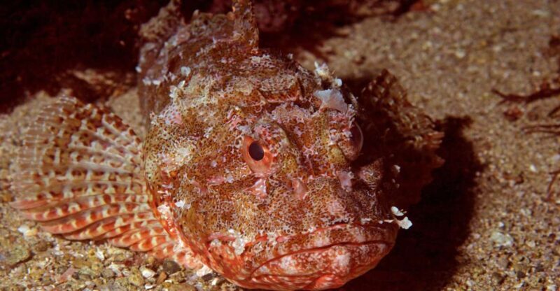 Goat Island Marine Reserve: Full-Day Dive Charter - Introduction