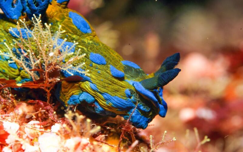 Goat Island Marine Reserve: Full-Day Dive Charter - The Experience on the Water
