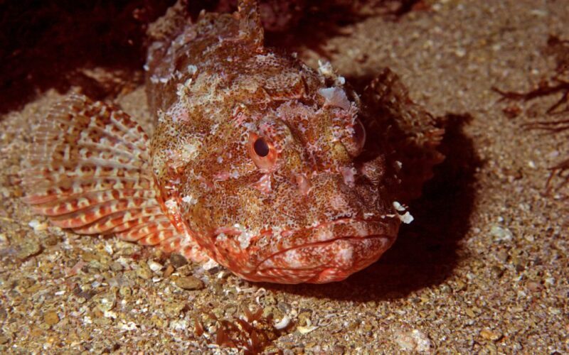 Goat Island Marine Reserve: Full-Day Dive Charter - Who Will Appreciate This Tour?
