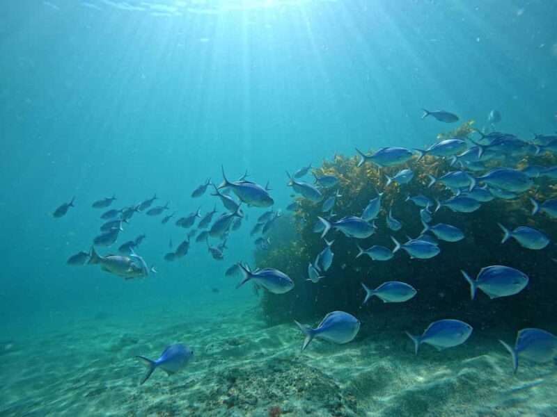 Goat Island Try Scuba Diving Experience - Introduction to the Goat Island Try Scuba Tour