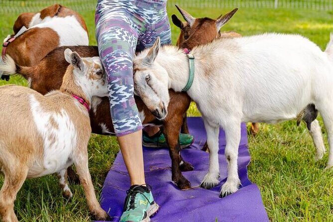 Goat Yoga Experience in Asheville - The Itinerary: What to Expect