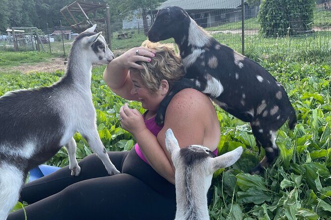 Goat Yoga Experience in Asheville - Pricing and Value