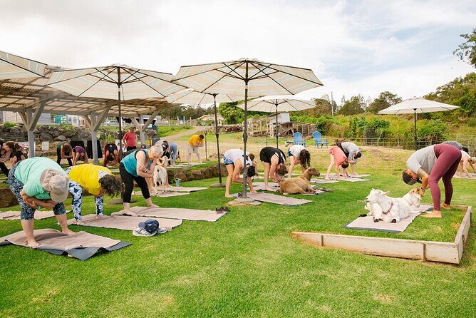 Goat Yoga with Miniature Goats In Maui - Key Points