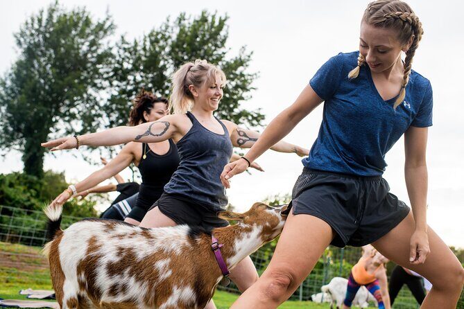 Goat Yoga with Miniature Goats In Maui - What Does the Experience Feel Like?