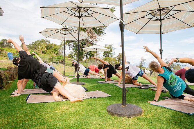 Goat Yoga with Miniature Goats In Maui - The Real Experience: What Travelers Say